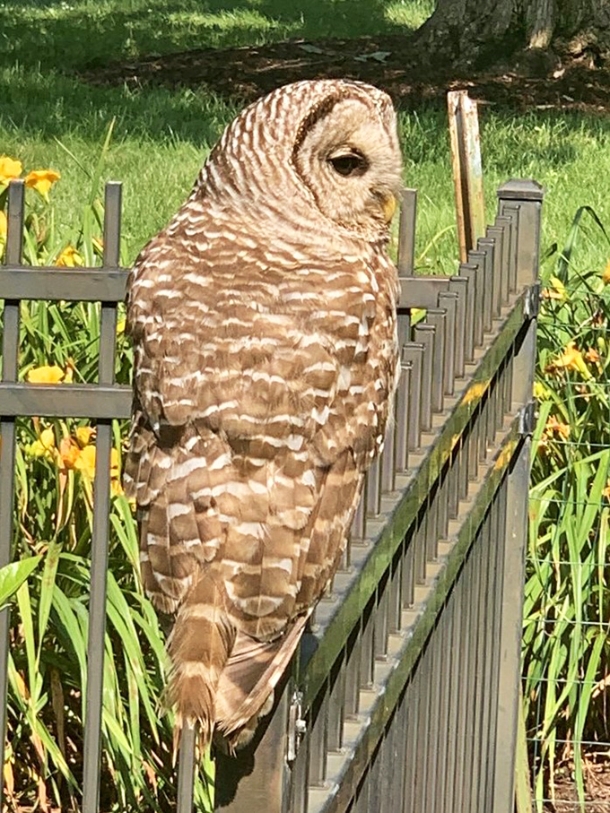 "Who goes there?" A barred owl surveys his domain with regal indifference. This unexpected wildlife encounter makes every visit uniquely memorable.