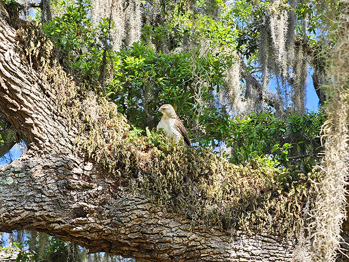 Eagle-eyed visitors might spot this majestic resident surveying his kingdom from a moss-draped throne—nature's version of working from home.