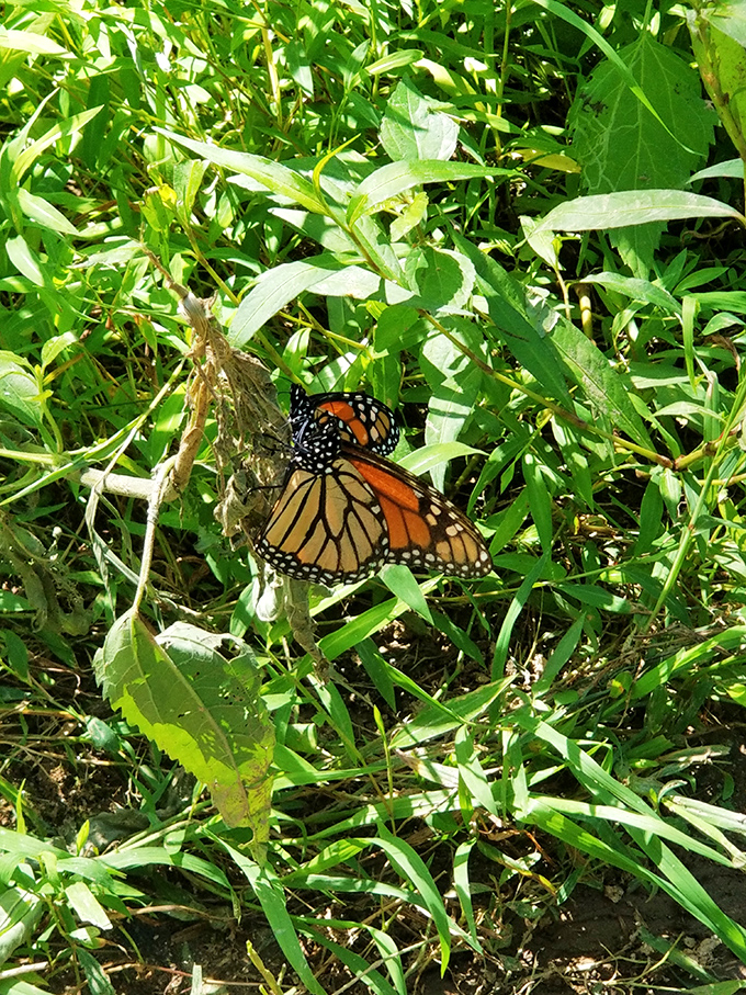 Nature's stained glass&mdash;a monarch butterfly pauses among the greenery, its orange wings catching sunlight like translucent amber.