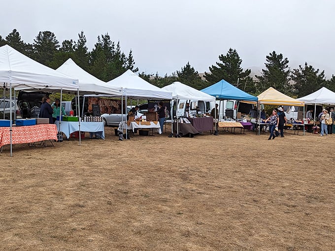 Local markets showcase the bounty of Sonoma County. From fresh produce to artisanal crafts, these pop-up tents offer treasures worth discovering.