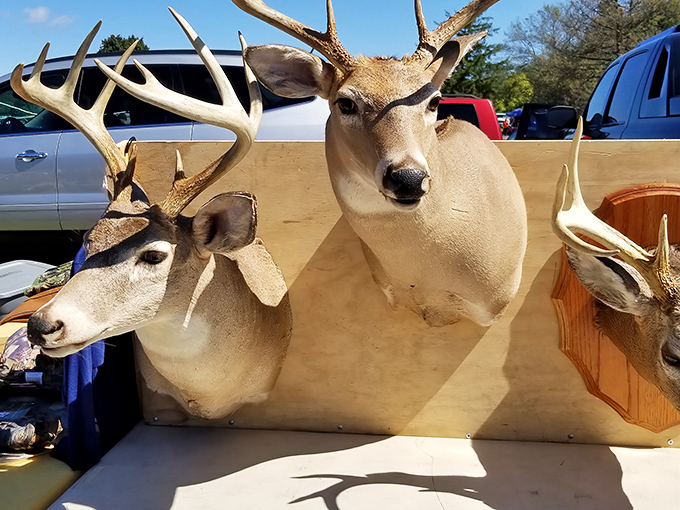 Trophy hunting without the controversy! These mounted deer heads offer rustic Pennsylvania charm without requiring a hunting license or aim.