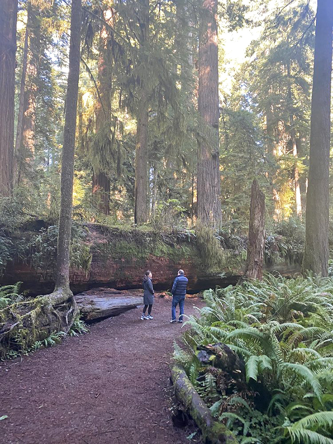 These fallen giants remind us that even redwoods eventually return to the earth, creating nurseries for the next thousand years of forest life.