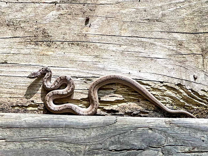 "Just stretching before my morning slither." This garter snake demonstrates why watching your step on trails isn't just polite&mdash;it's prudent.
