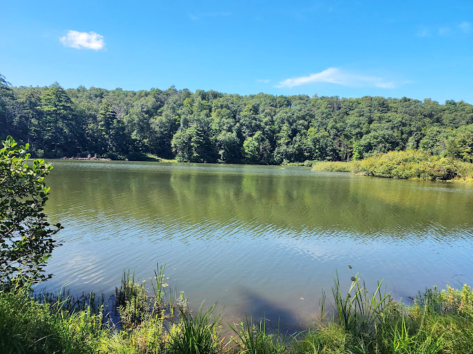 Late summer's golden hour transforms the ordinary into the extraordinary. Even the cattails look like they're posing.