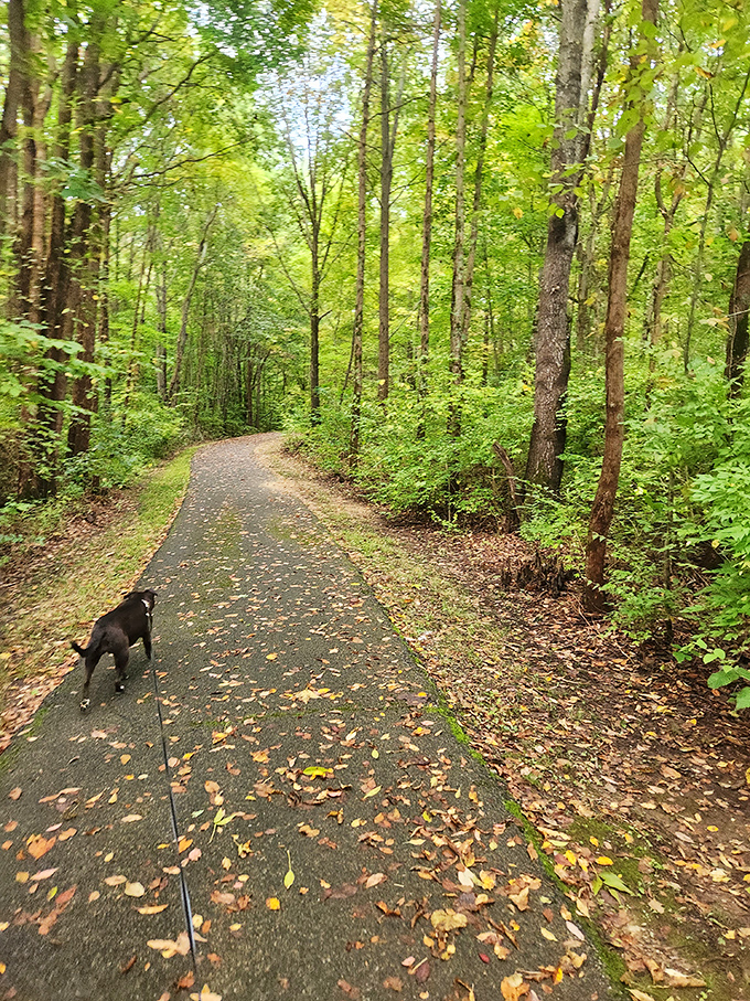 A paved trail winds through sun-dappled forest, perfect for walks with four-legged friends who appreciate good scenery too.