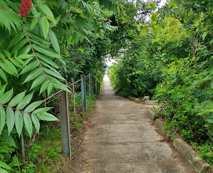 Nature creates the best hallways&mdash;this green-canopied path invites you to disconnect from screens and reconnect with something far more essential.