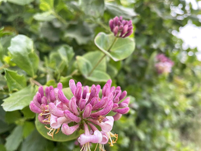 Pink honeysuckle blooms dot the trail like nature's candy &ndash; adding splashes of color to the coastal palette.