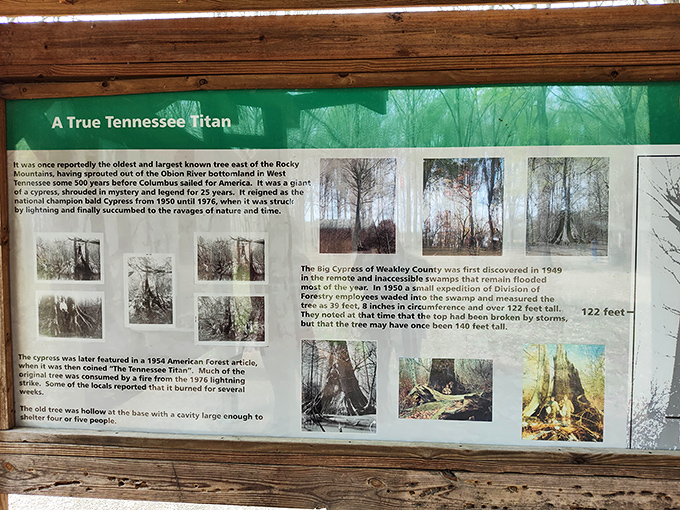 This informative display tells the tale of the park's namesake giant&mdash;a tree so impressive it would make Paul Bunyan do a double-take.