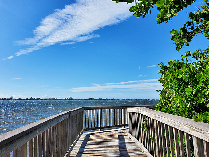 Lemon Bay Park's boardwalk invites exploration without expedition prices. Nature viewing that costs nothing but time well spent.