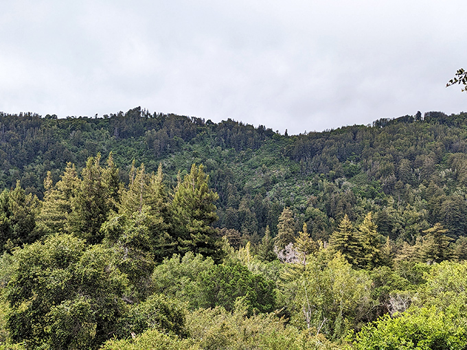 Fifty shades of green blanket these rolling hills. This verdant tapestry shows Mother Nature's color palette at its most soothing and spectacular.