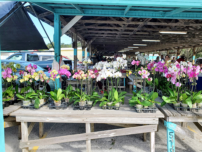 Orchids standing at attention like colorful soldiers. Nature's perfection available for adoption at prices that won't wilt your wallet.