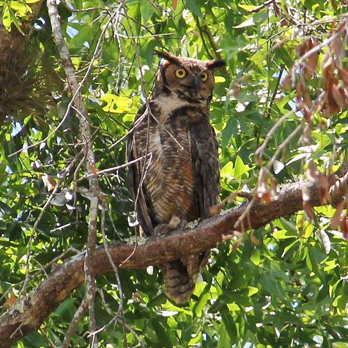 Feathered residents pose like they're auditioning for National Geographic's next cover story.