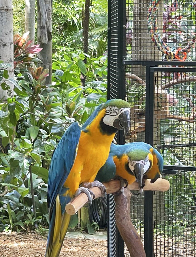 Feathered comedians who've mastered the art of tropical conversation and colorful personality displays.