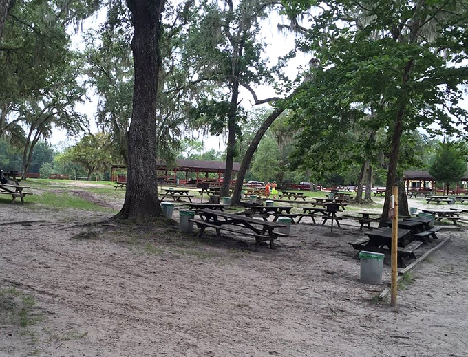 Picnic tables waiting for family memories to happen. These weathered wooden tables have hosted countless celebrations, from birthday cakes to reunion feasts.
