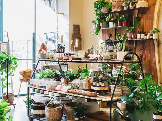 A verdant oasis of potted possibilities. These plants have found the sweet spot between "neglect me slightly" and "I'm not as high-maintenance as I look."