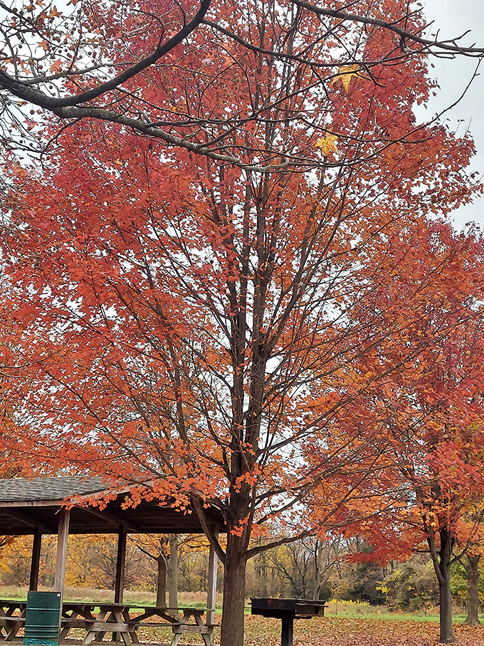 This maple tree puts on a show that makes Broadway productions look understated. Nature's standing ovation in brilliant crimson.