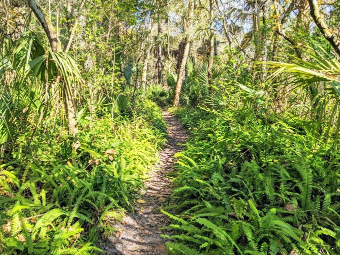 Ferns create a natural corridor along the Seminole Trail, like walking through nature's version of a fancy hotel hallway.