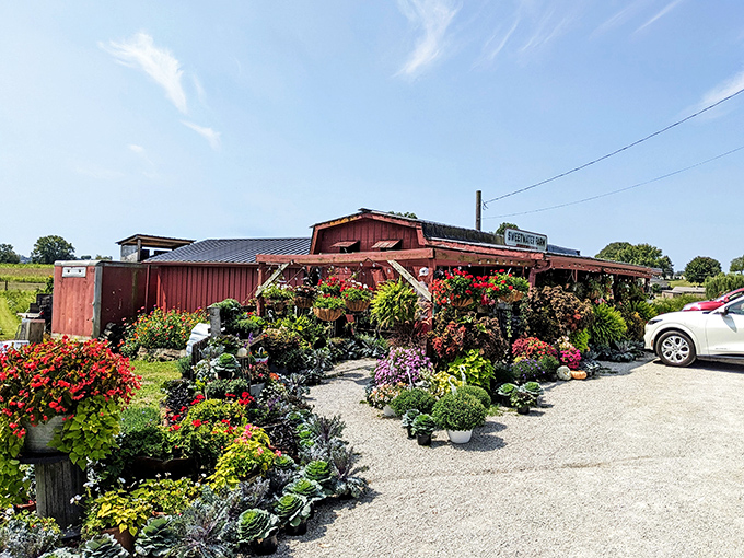 Local farms burst with colorful flowers, hinting at the fresh ingredients that make restaurant meals so exceptional.