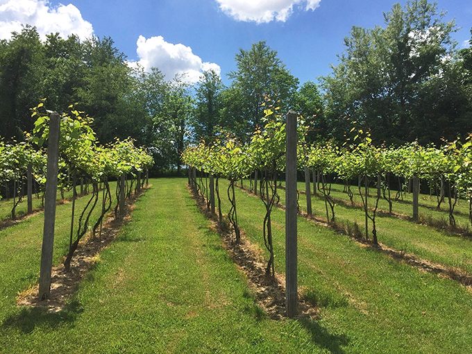 Vineyard rows stretch toward the horizon, promising bottles filled with Ohio sunshine and weekend relaxation dreams.