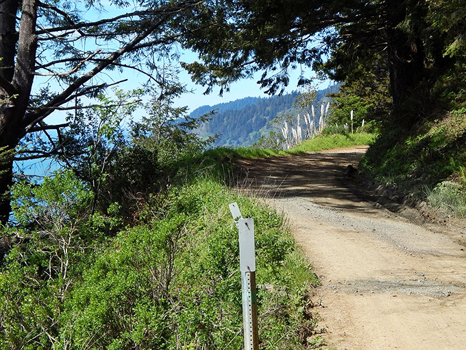 The road less traveled looks exactly like this. Robert Frost would approve of this path's life choices.