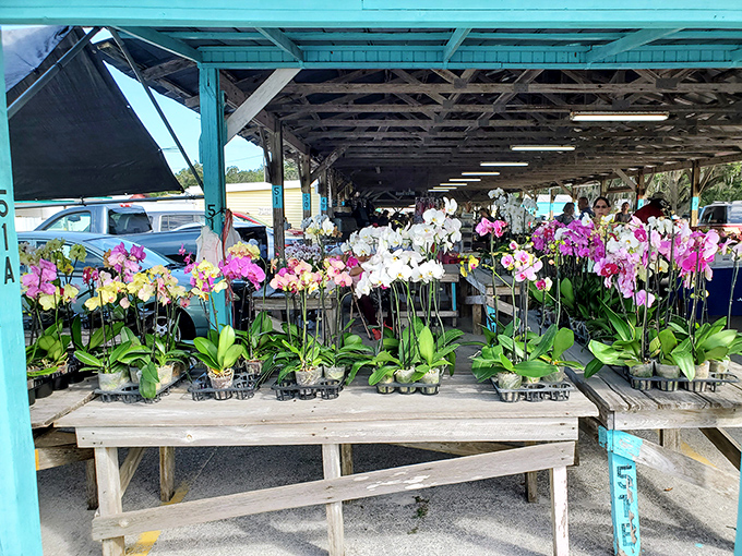Orchids in every shade of pink create a tropical symphony, proving that sometimes the most beautiful treasures at flea markets are alive.