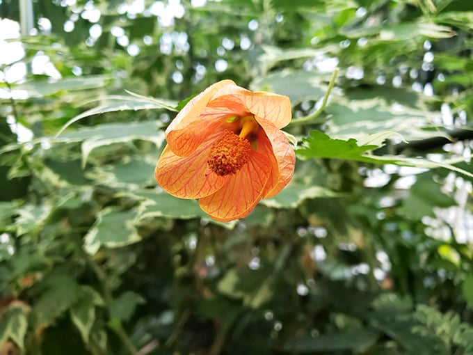 This delicate abutilon bloom hangs like a paper lantern at nature's own garden party. Its veined petals tell stories that botanical enthusiasts read like bestsellers.