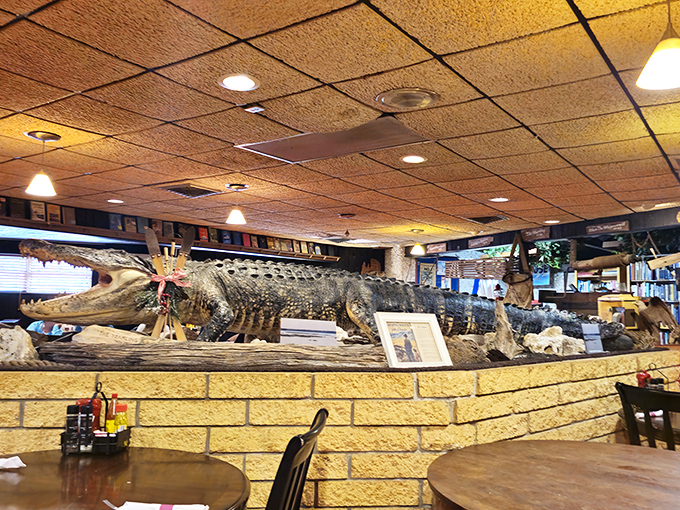 The restaurant's taxidermy collection includes this impressive alligator &ndash; a reminder of Florida's wild heart that beats just beyond the parking lot.