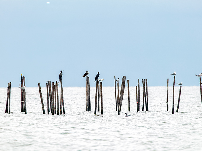 Nature's perfect perch &ndash; these birds have found the best seats in the house for their daily Chesapeake meditation.