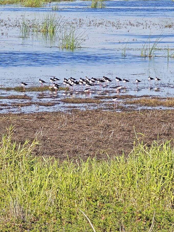 Bird convention in session! These feathered delegates seem to be voting on important wetland policies or planning their next migration party.