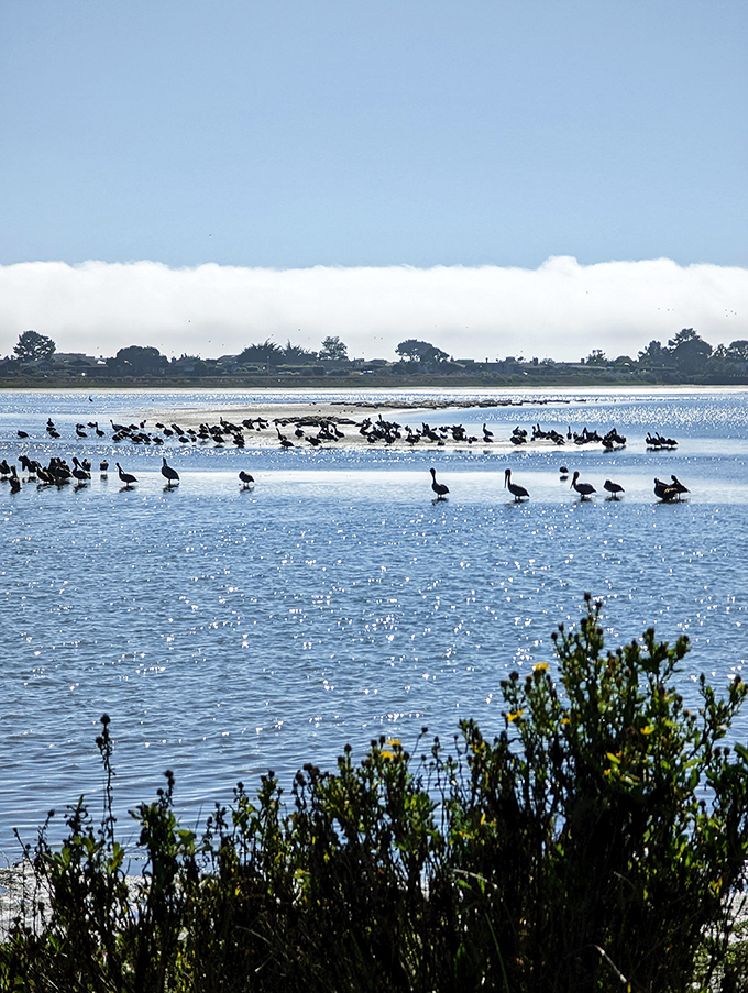 Birds gathering at the water's edge like they're attending their own version of a networking event. "So, how's the worm business these days?"