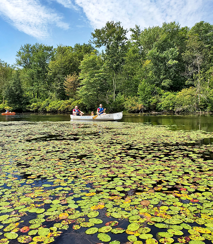Gliding through lily pads like nature's obstacle course. These paddlers have found the sweet spot between exercise and floating meditation.