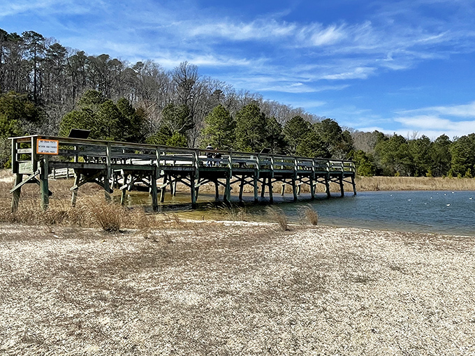 Engineering meets ecology on this wooden walkway. The bridge connects visitors to wetland wonders while protecting delicate ecosystems below.