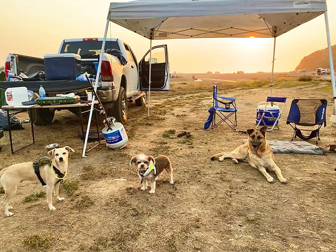 Four-legged camping enthusiasts enjoying the simple pleasures of beach life: fresh air, open space, and the chance to get sand absolutely everywhere.