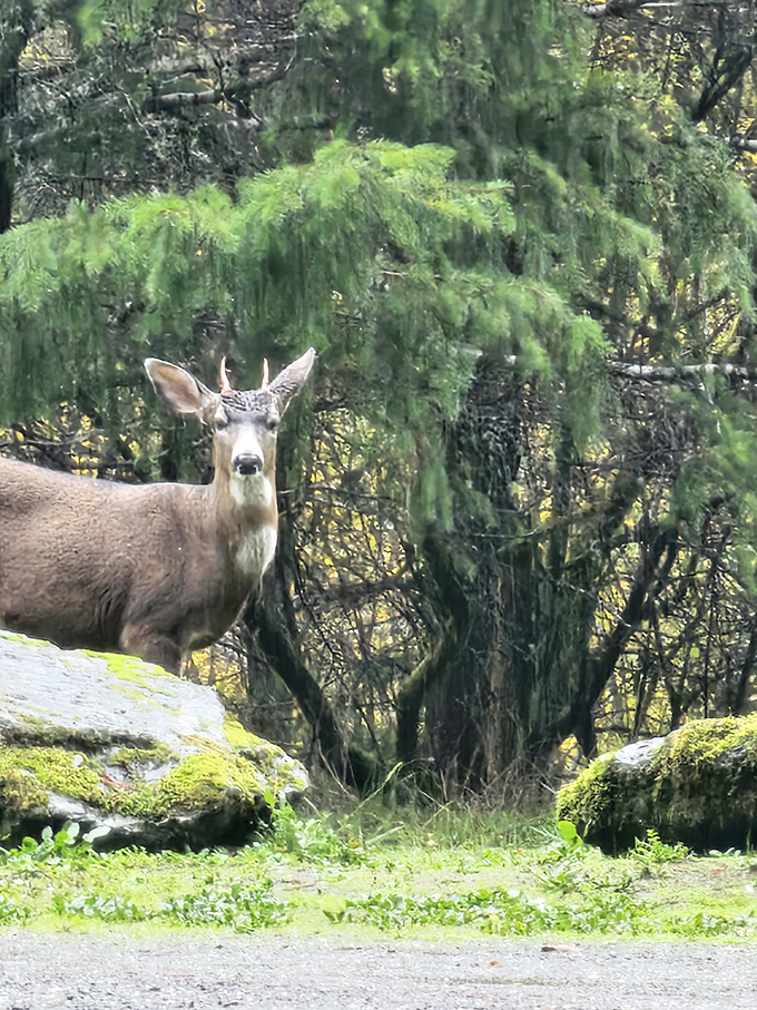 "Excuse me, did you make a reservation?" Wildlife encounters add an element of surprise to any redwood adventure.