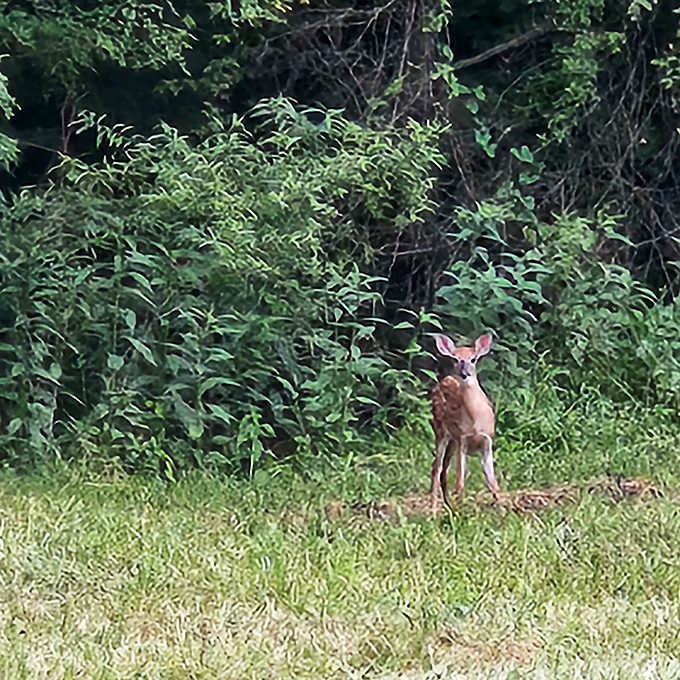 Wildlife encounters happen when you least expect them. This young deer pauses mid-breakfast, wondering if you brought the coffee.