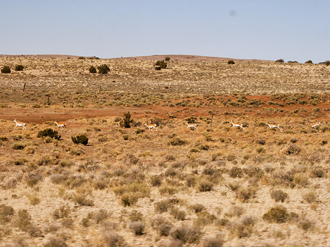Alert pronghorn antelope sprint across the prairie alongside the train, nature's speedsters racing a machine from another era.