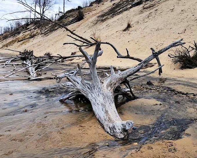 Sculptural remains: Lake Michigan's powerful waves and winter storms transform fallen trees into natural art installations along the shoreline.