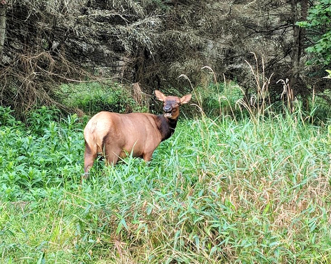 An elk pauses mid-meal to acknowledge your presence, the real landlord of these woods checking on the temporary tenants.