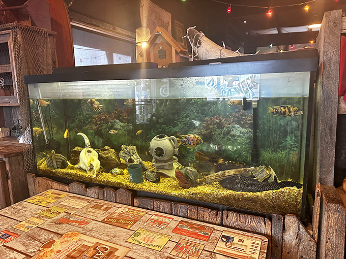 Even the fish get front-row seats at Dowd's, swimming peacefully in tanks while diners enjoy their distant relatives. Circle of life, deliciously circular.