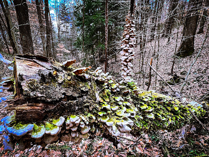 Fallen logs decompose gracefully, proving even in nature, recycling never goes out of style.