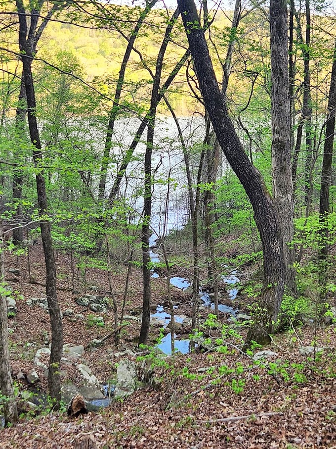 Spring brings a special magic to the woodland paths surrounding Grand Falls, with filtered sunlight creating a stained-glass effect through fresh foliage.