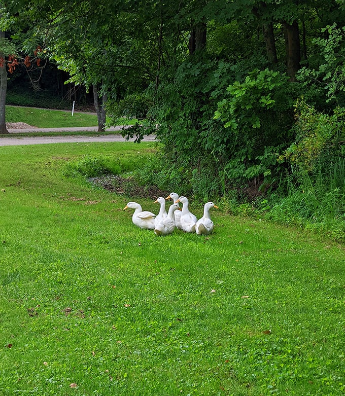 Local geese who've clearly figured out that this is the neighborhood's best real estate investment.
