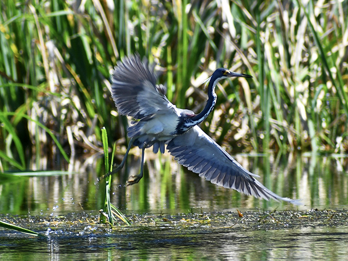 "I meant to do that." This heron's dramatic takeoff looks like a ballet dancer auditioning for a wildlife documentary.