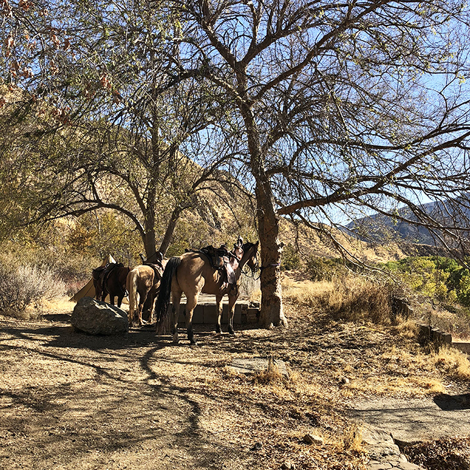 Horseback explorers discover the trail the old-fashioned way, their trusty steeds taking a well-deserved break in the dappled shade of an ancient oak.