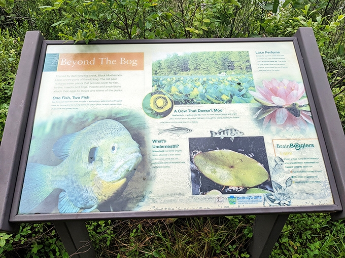 Educational signs: where you learn that the fish you've been trying to catch all day is actually smarter than your smartphone.