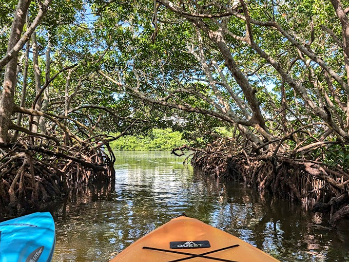 The mangrove cathedral reveals itself, where twisted roots create nature's most stunning architecture.