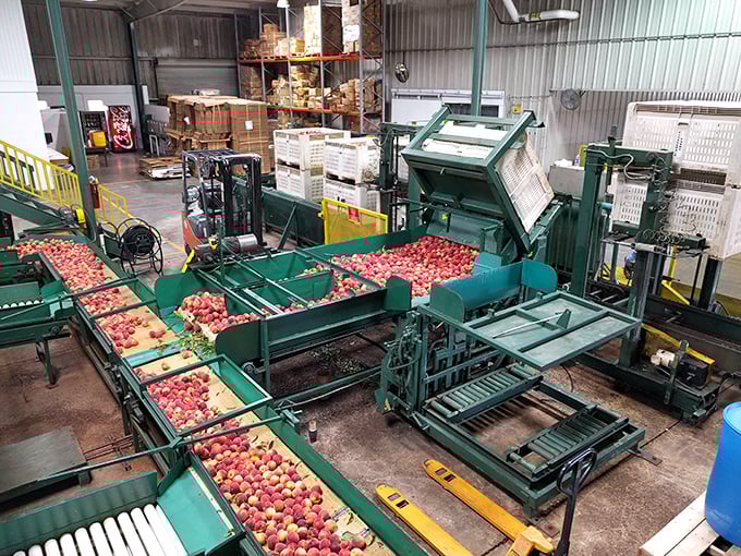 Behind the scenes at peach processing&mdash;where fruit gets the royal treatment. Like a spa day, but for peaches.