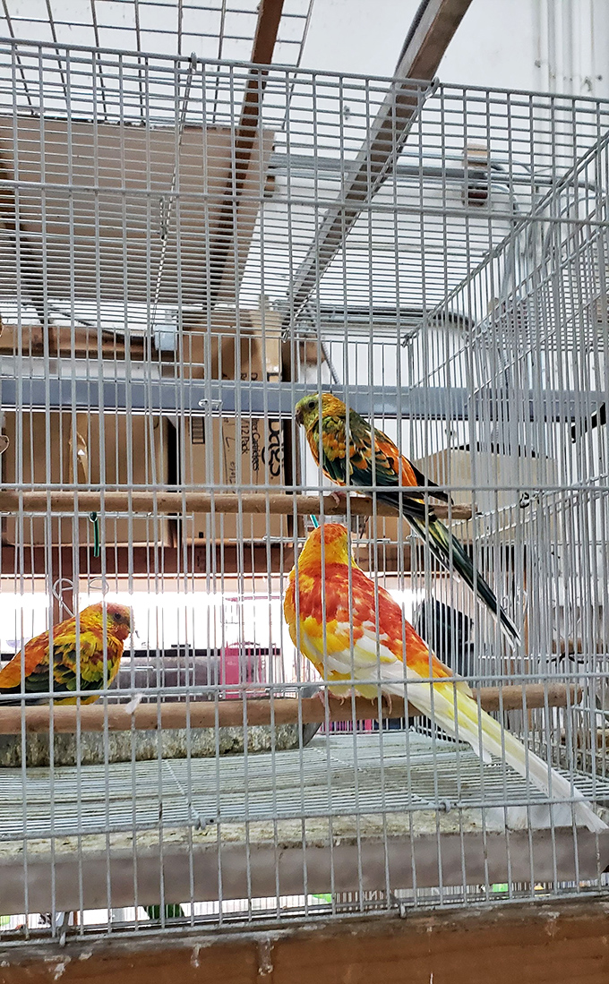 Colorful feathered friends waiting for new homes. These birds offer conversation pieces that actually talk back&mdash;unlike that ceramic figurine you've been eyeing.