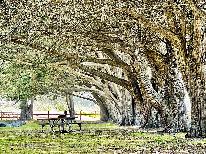 Ancient cypress trees stand guard over picnic tables, offering dappled shade and the kind of ambiance no restaurant designer could replicate.