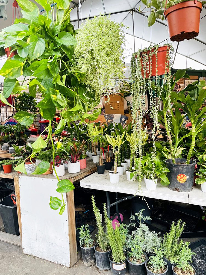 Plant paradise! From trailing pothos to sturdy succulents, this green oasis offers affordable ways to bring nature home.